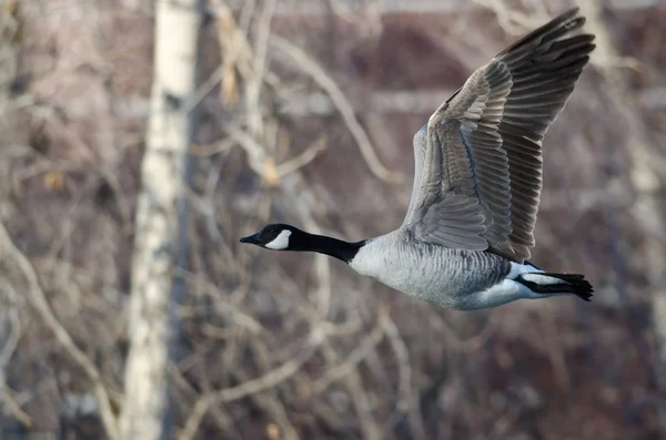 Bernache du canada en vol Stock Photos, Royalty Free Bernache du canada ...