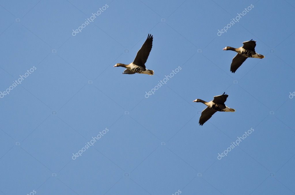 Tres gansos de fachada blanca volando en un cielo azul 2022