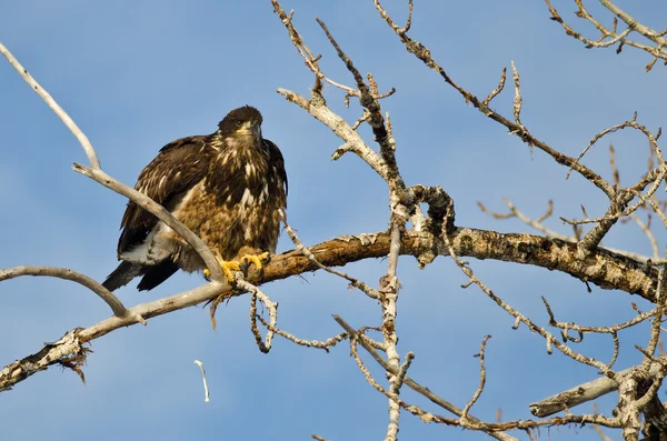 ᐈ Juvenile bald eagles stock photos, Royalty Free juvenile bald eagle ...