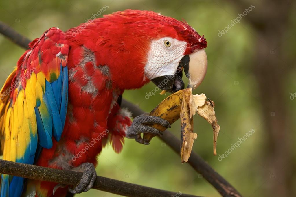 Loro guacamayo rojo comiendo un plátano. 2023