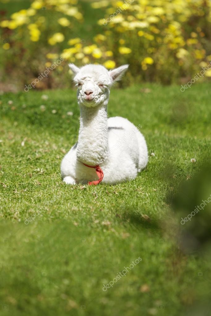 Baby llama lying down after feeding — Stock Photo © jirivondrous #90602786