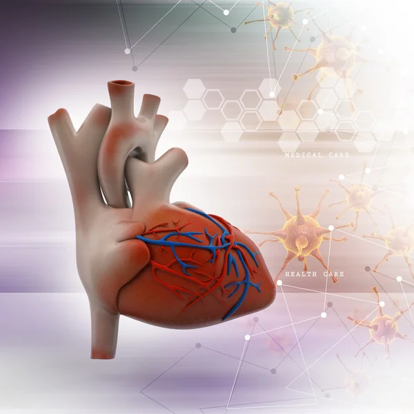 Corazón humano real fotos de stock, imágenes de Corazón humano real sin ...