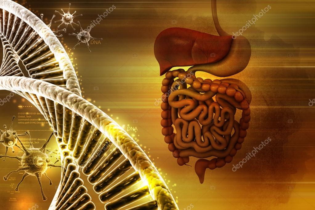 Digestive system and DNA Stock Photo by ©cuteimage1 73627531