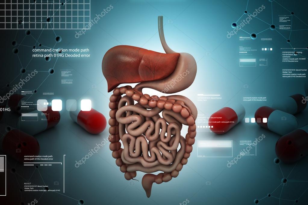 Système digestif humain image libre de droit par cuteimage1 © #73646525