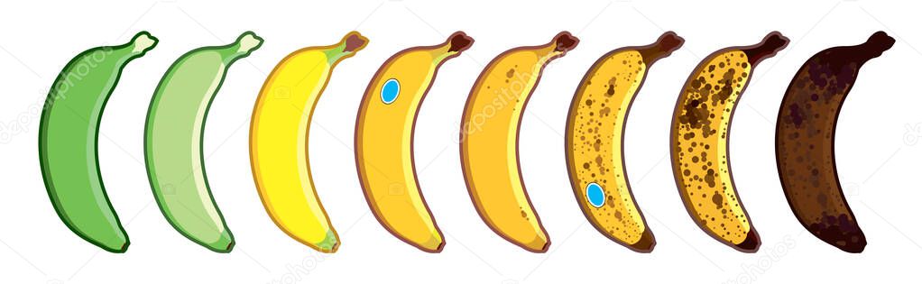Banana color chart Stock Photos, Royalty Free Banana color chart Images ...