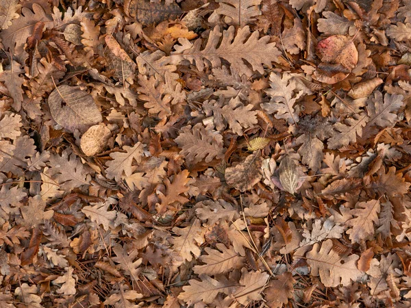 Textura hojas de roble Stock Photos, Royalty Free Textura hojas de ...