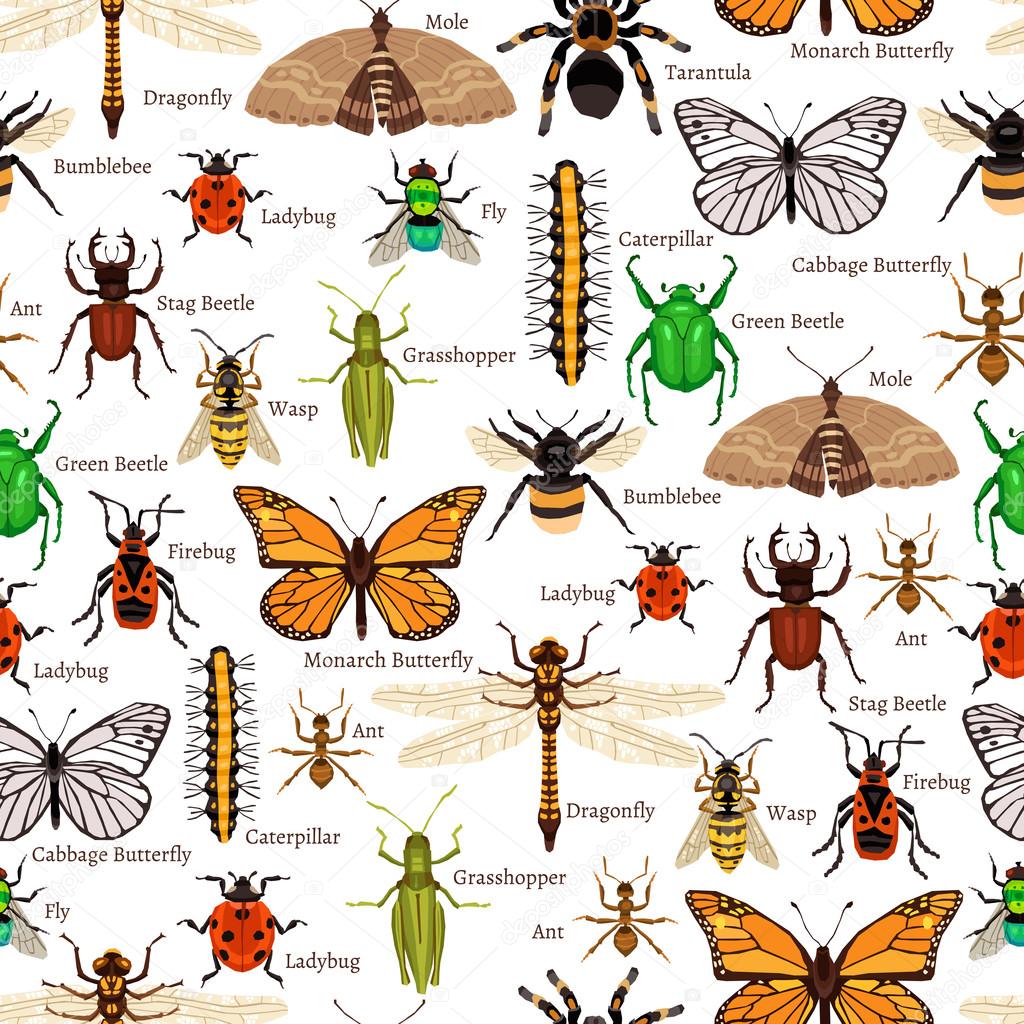 Insects Seamless Pattern — Stock Vector © macrovector #110473648
