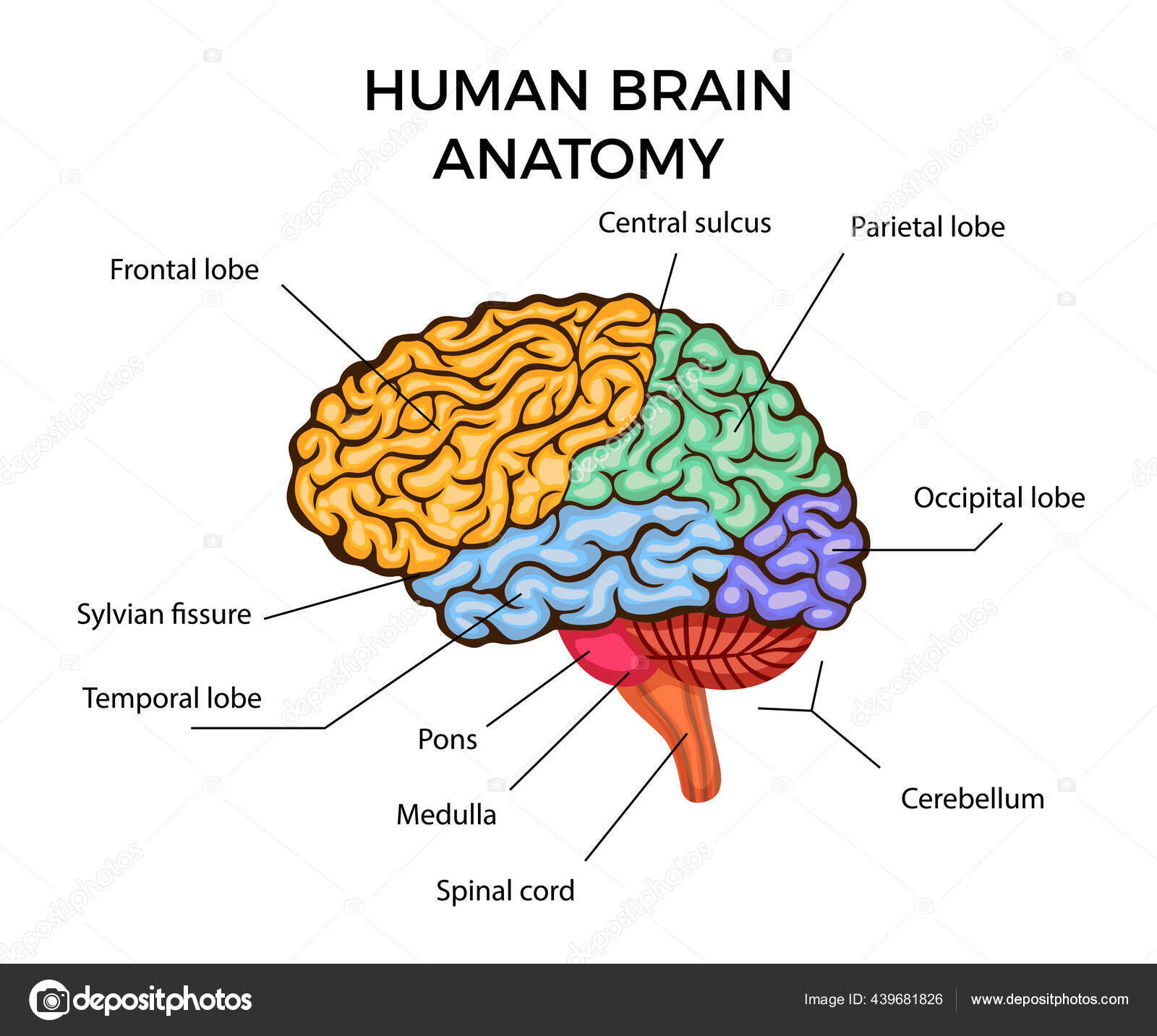 Diagrama Del Cerebro Humano