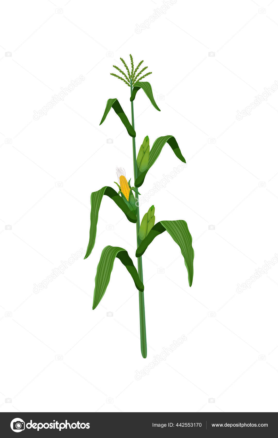 Ilustración realista del maíz Vector de stock #442553170 de ©macrovector