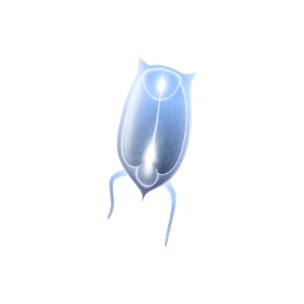 Realistic Plankton Illustration Stock Vector by ©macrovector 442493372