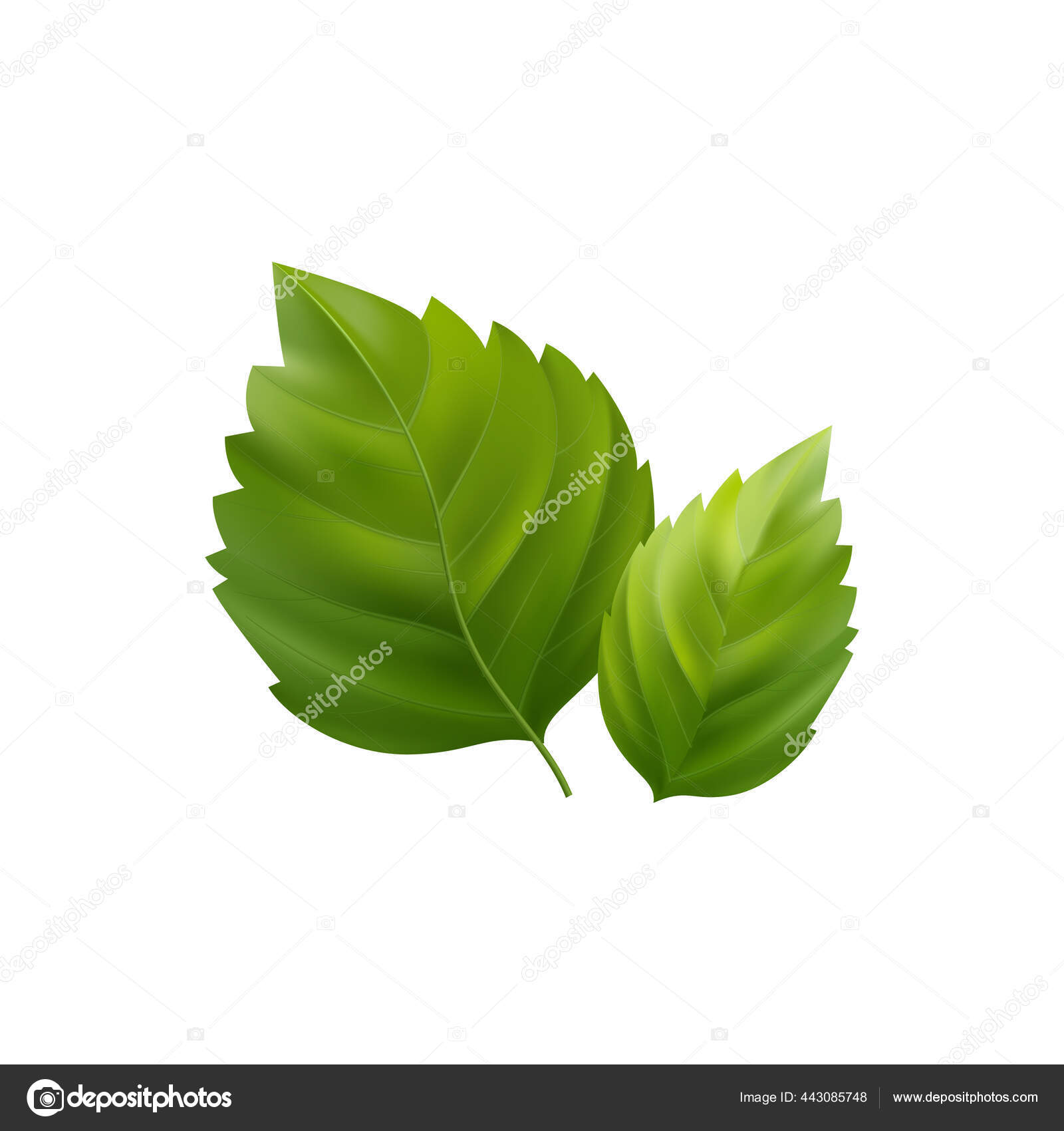 Realistic Hibiscus Leaves Stock Vector Image by ©macrovector #443085748