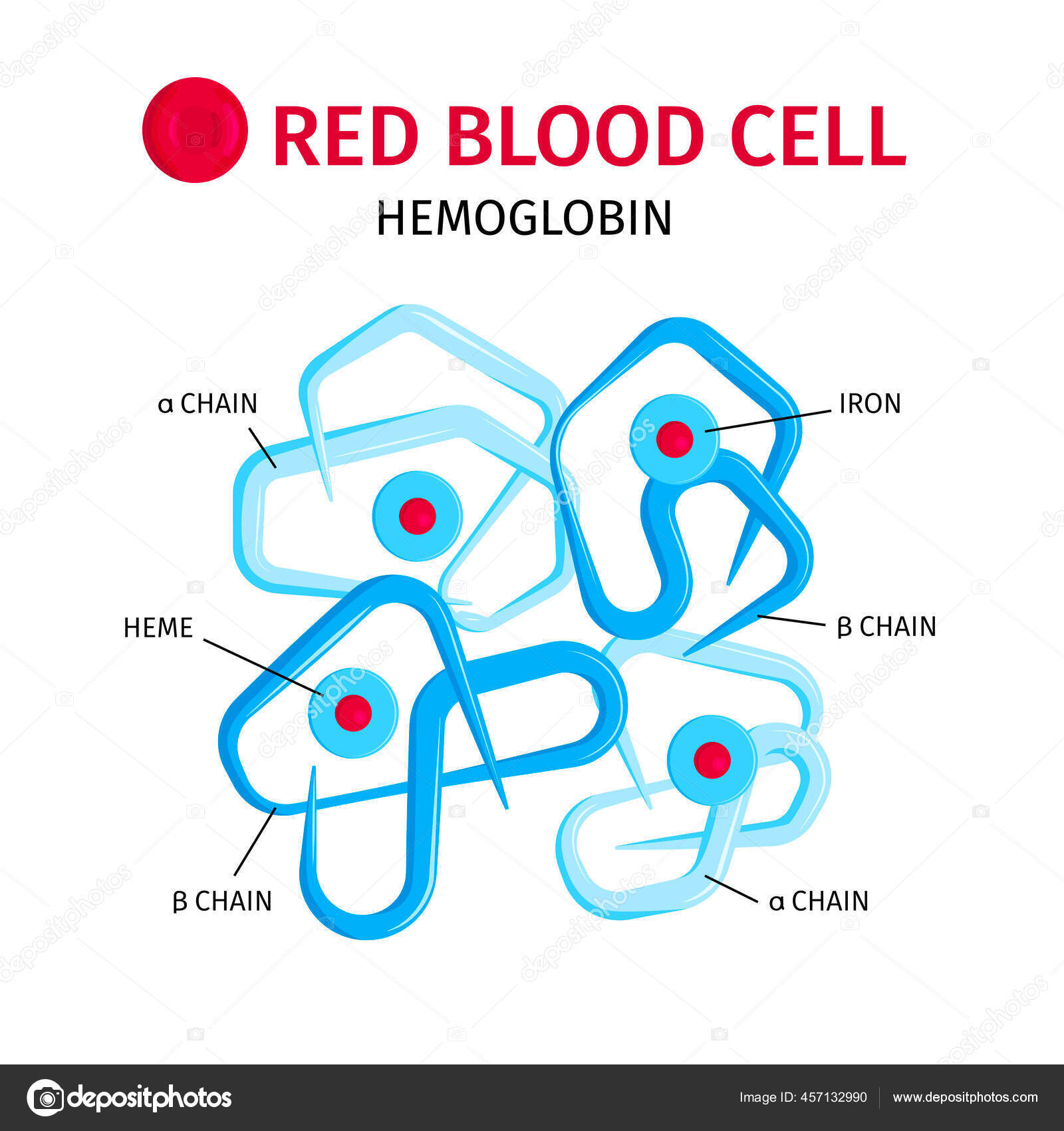 Blood Cells Hemoglobin Infographics Stock Vector Image by ©macrovector ...