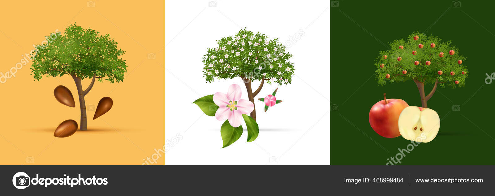 Apple Life Cycle Square Set Stock Vector Image by ©macrovector #468999484