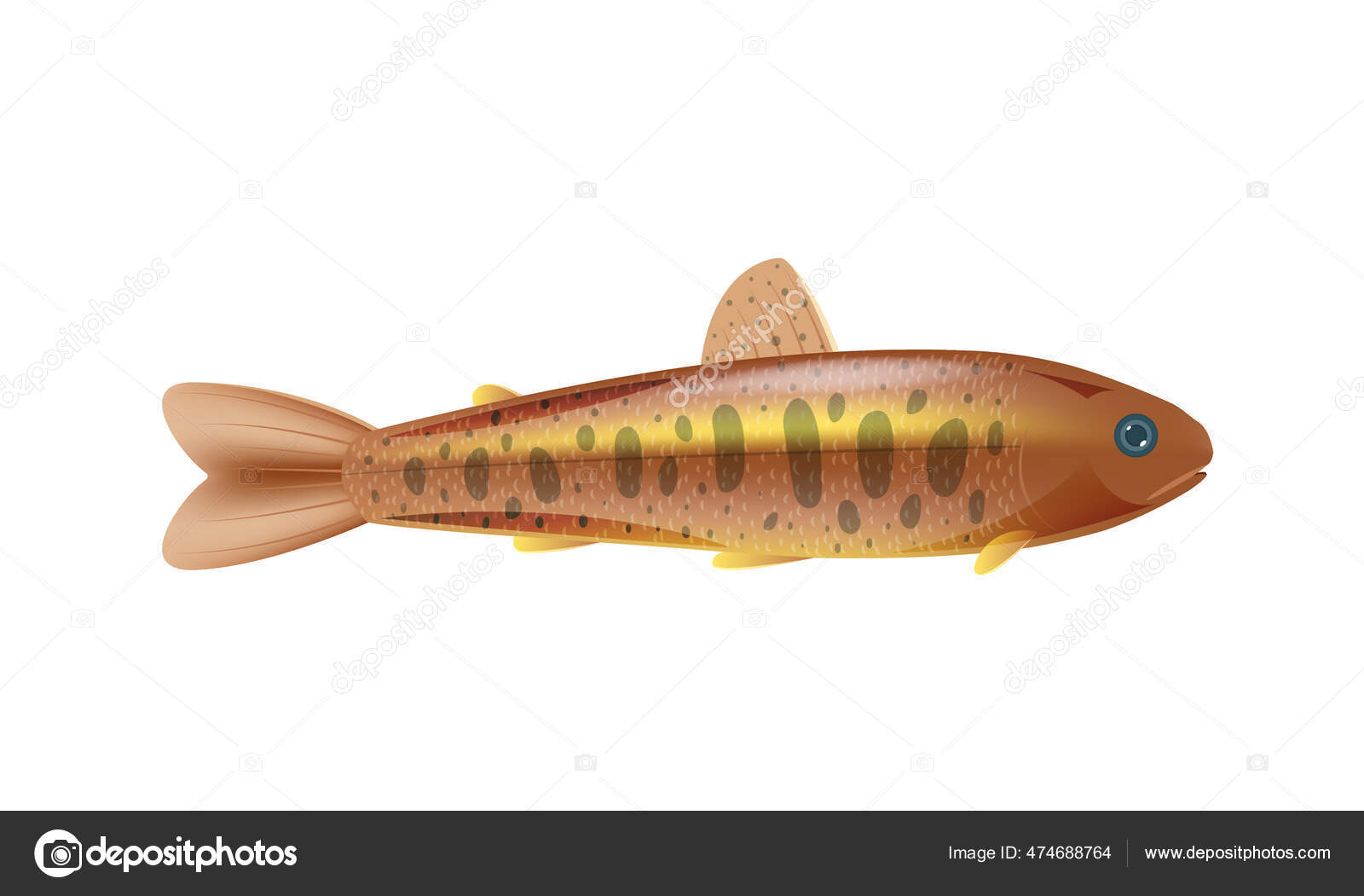 Salmon Smolt Illustration Stock Vector Image by ©macrovector #474688764