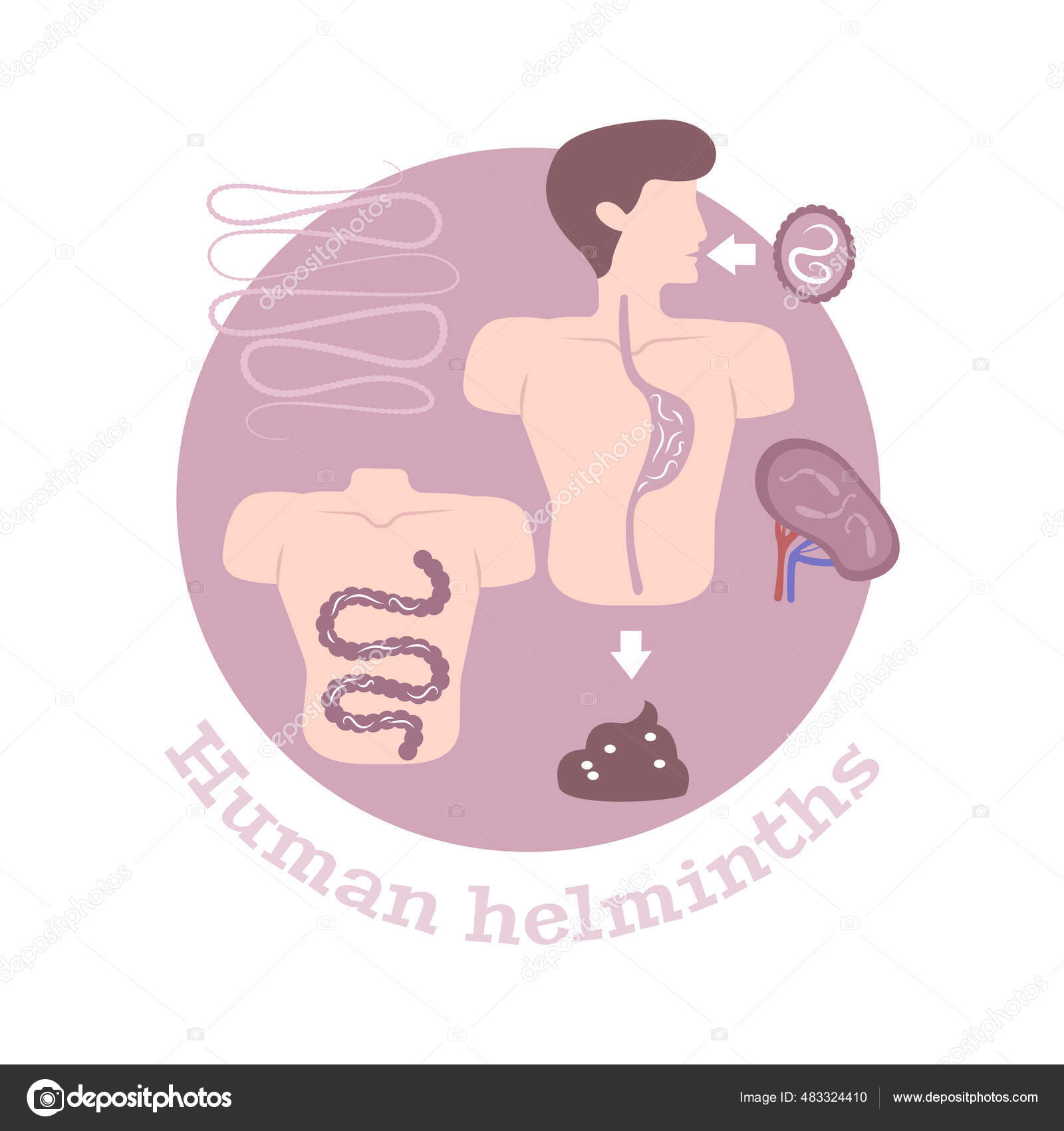 Composição de helmintos humanos Vetor de stock de ©macrovector 483324410