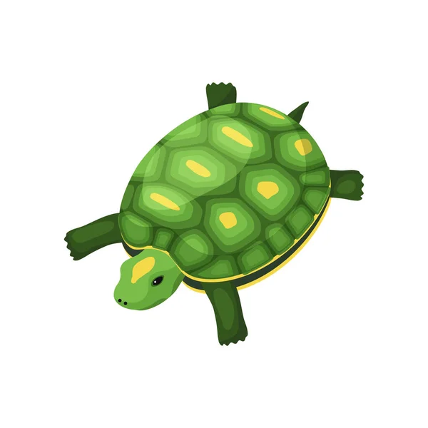 Turtle isometric Vector Art Stock Images | Depositphotos