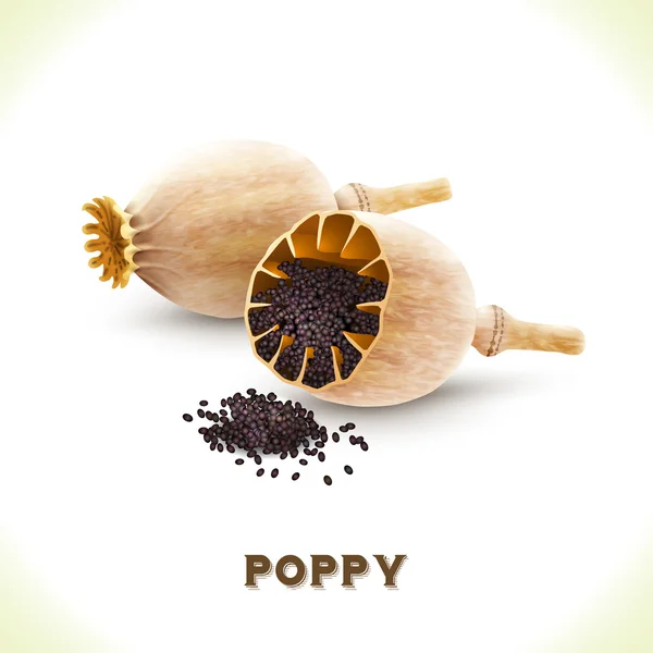 Poppy seed Vector Images | Depositphotos