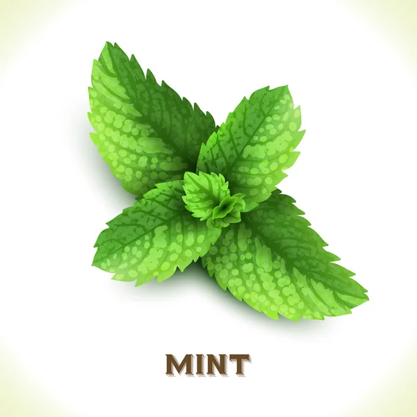 Green Mint Stock Vector Image by ©KsanasK #45046049