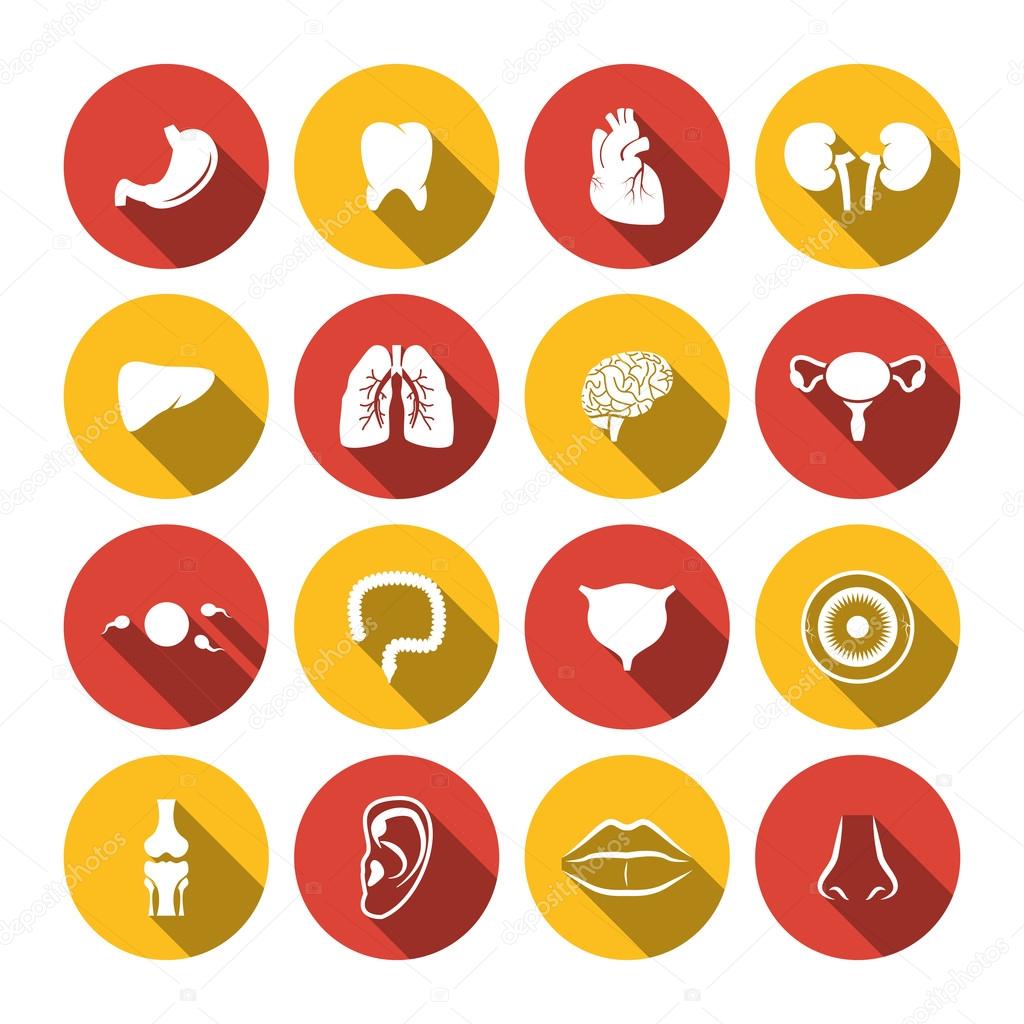Human Organs Icons ⬇ Vector Image by © macrovector | Vector Stock 53479173 Human Organs Icons ⬇ Vector Image by © macrovector | Vector Stock 53479173