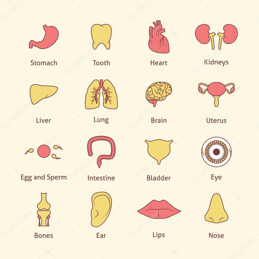 Human organs icons flat line Stock Vector by ©macrovector 53599627 Human organs icons flat line Stock Vector by ©macrovector 53599627