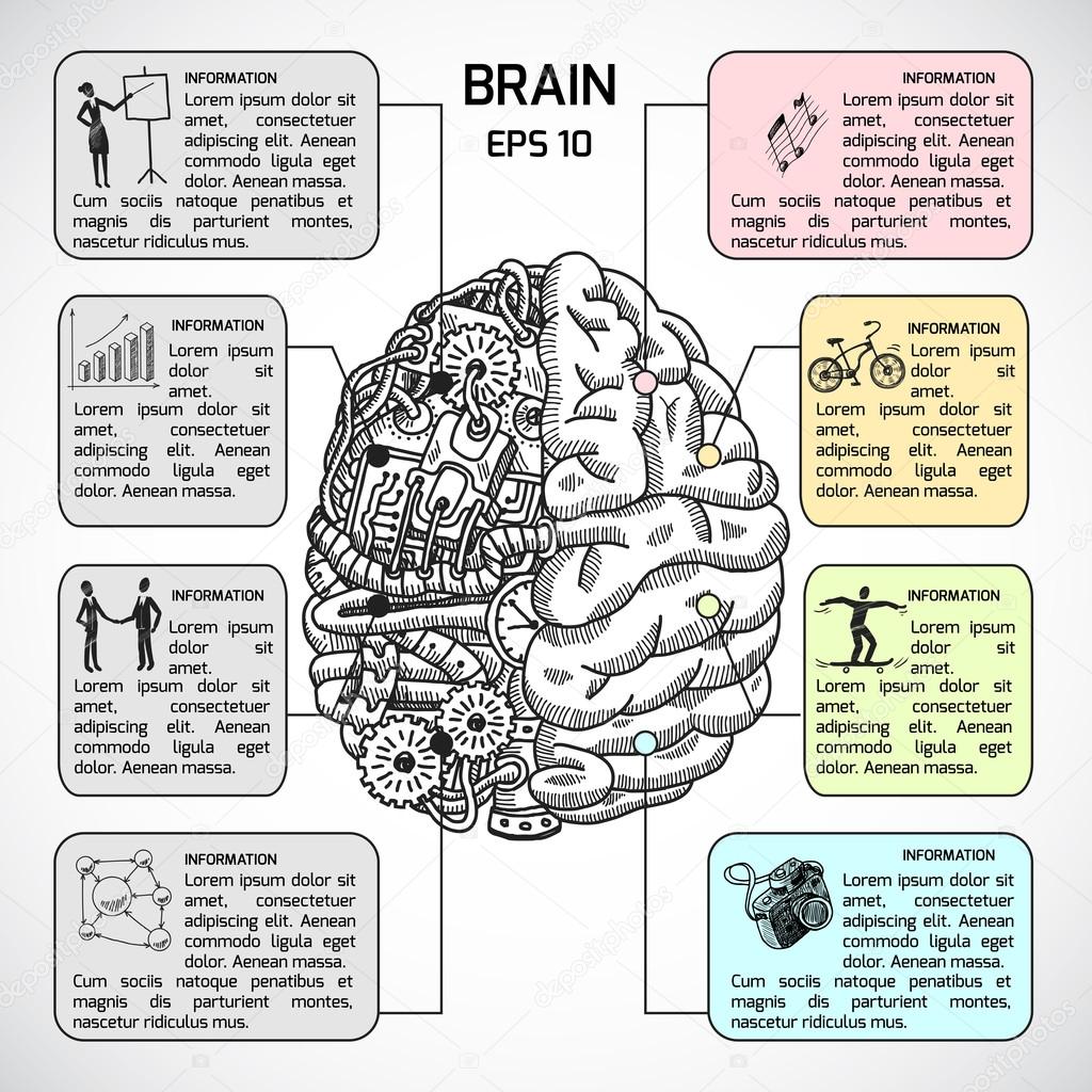 Brain hemispheres sketch infographic — Stock Vector © macrovector #55348849