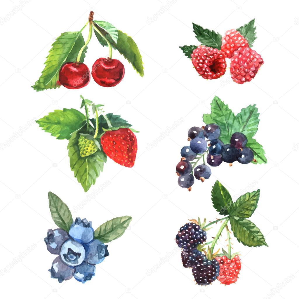 Watercolor Berry Set Stock Vector Image by ©macrovector #71550863