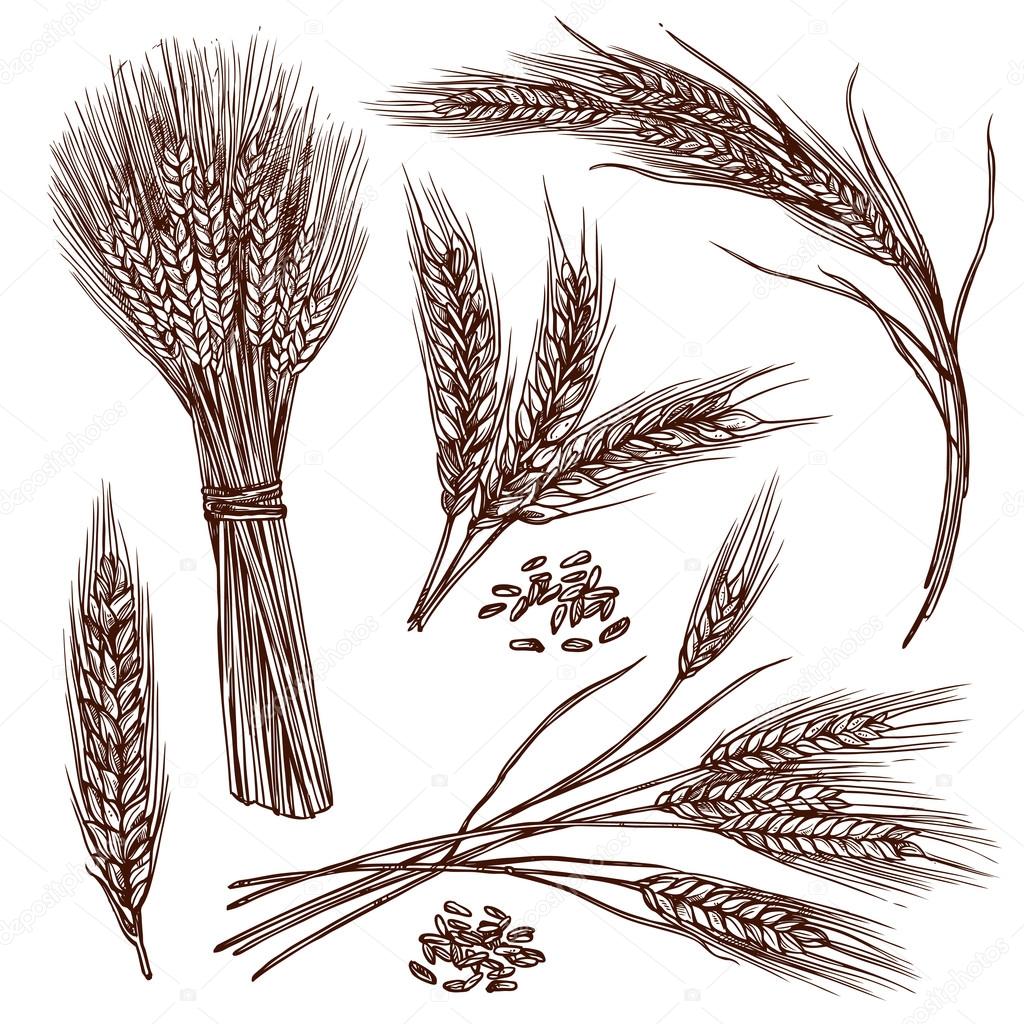 Wheat Sketch Set — Stock Vector © macrovector #84088714 Wheat Sketch Set — Stock Vector © macrovector #84088714