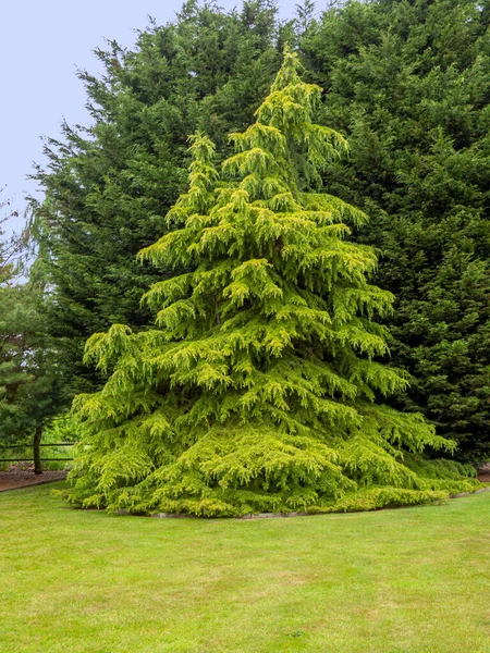 Deodar tree Stock Photos, Royalty Free Deodar tree Images | Depositphotos