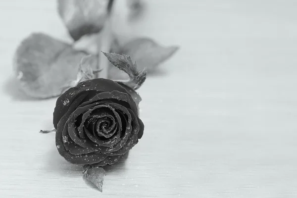 Sad rose Stock Photos, Royalty Free Sad rose Images | Depositphotos