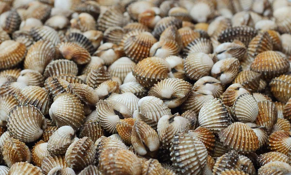 Cockles Stock Photos, Royalty Free Cockles Images | Depositphotos