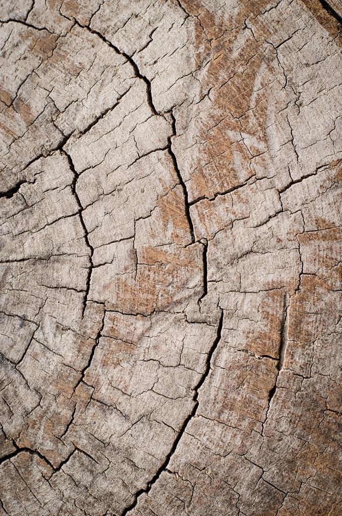 Wood texture of cut tree trunk, Stock Photo by ©parinyabinsuk 61234657