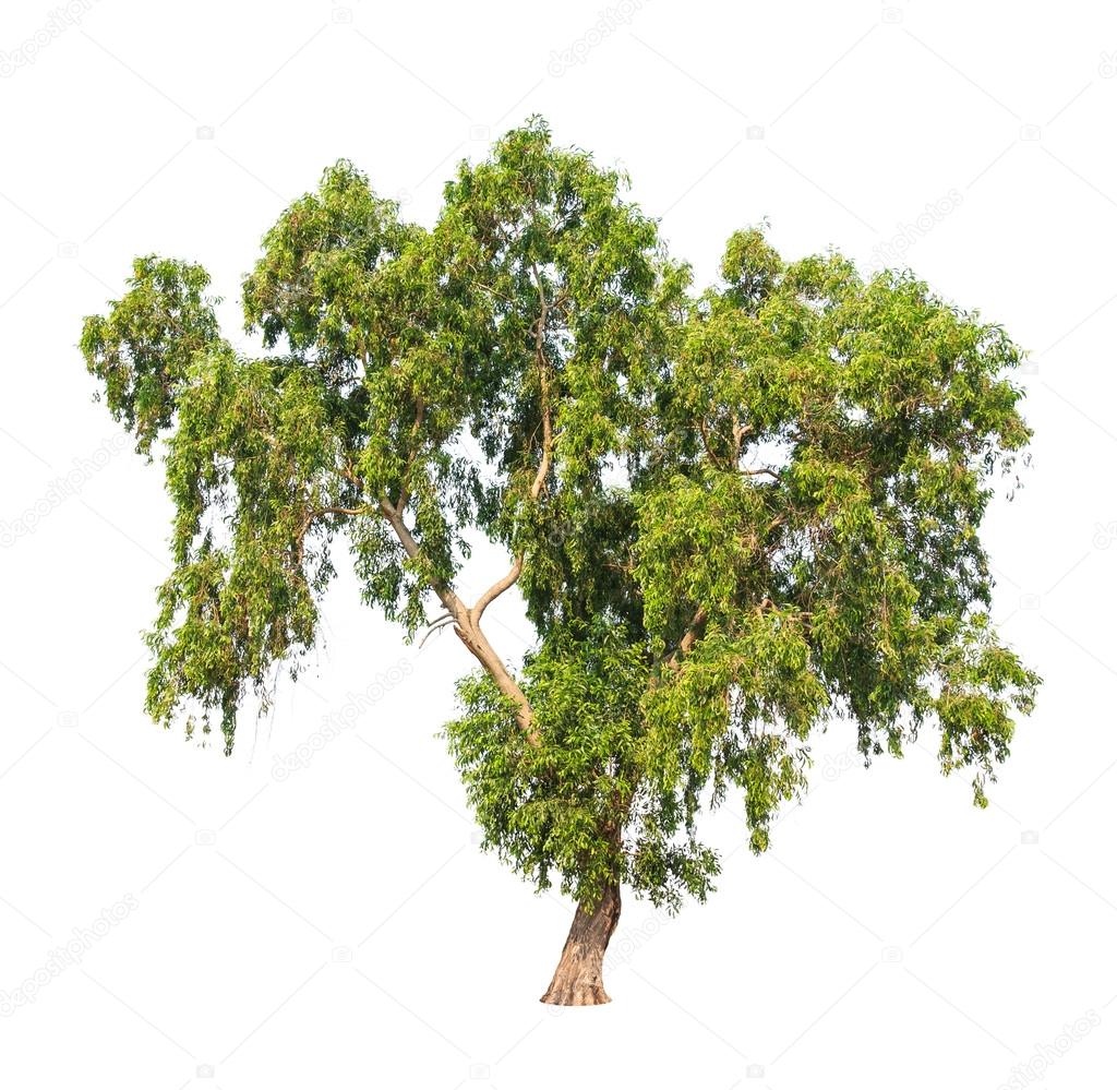 Acacia auriculiformis, commonly known as Auri, Earleaf acacia, E Stock ...
