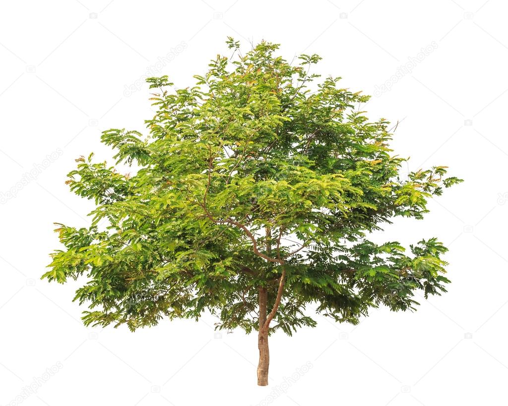 Senna siamea (tailandés: khilek), también conocido como Kassod Tree ...