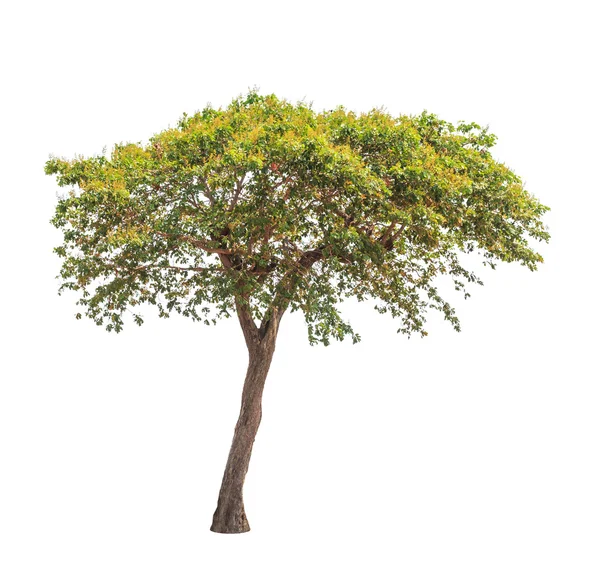 Mahogany tree Stock Photos, Royalty Free Mahogany tree Images ...
