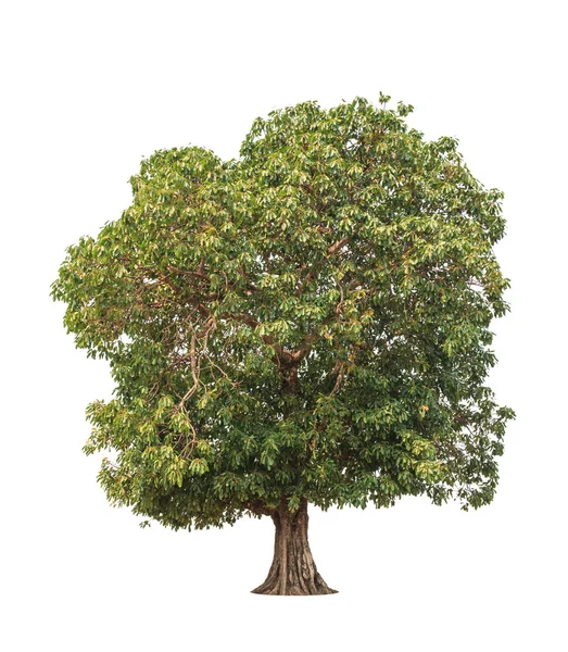 Mangifera Stock Photos, Royalty Free Mangifera Images | Depositphotos