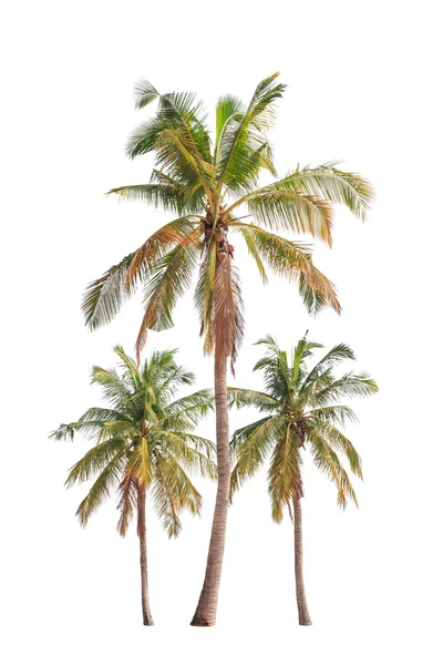 Coconut tree Stock Photos, Royalty Free Coconut tree Images | Depositphotos