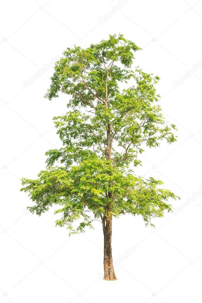 Pterocarpus indicus known by several common names, including Amb Stock ...