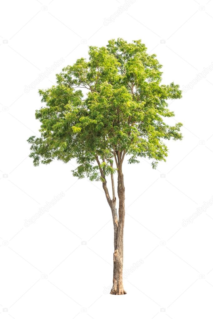 Pterocarpus indicus known by several common names, including Amb Stock ...
