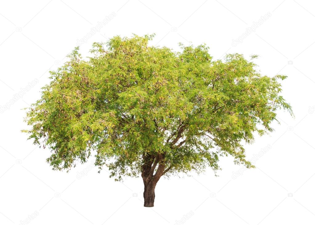 Tamarind tree (Tamarindus indica) tropical tree in the northeast Stock ...