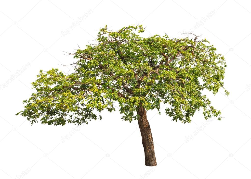 Sindora siamensis, tropical tree in the northeast of Thailand is ...