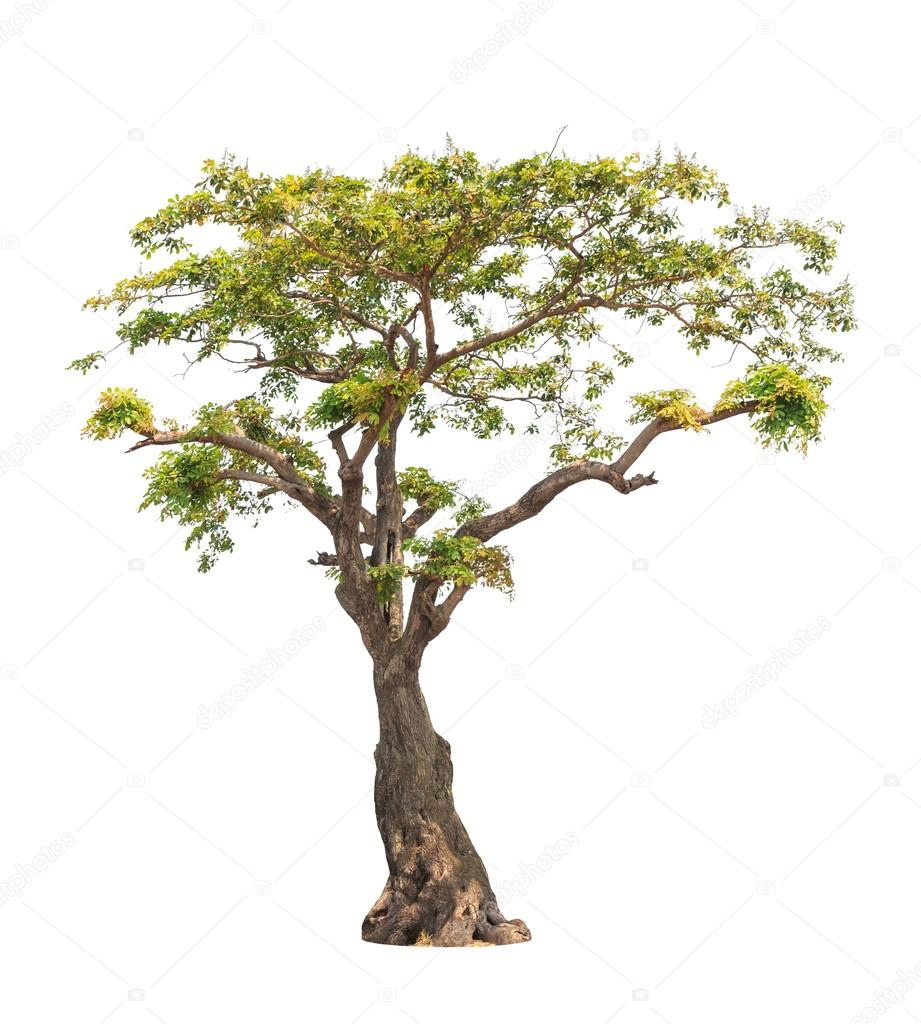 Sindora siamensis, árbol tropical en el noreste de Tailandia es — Foto ...