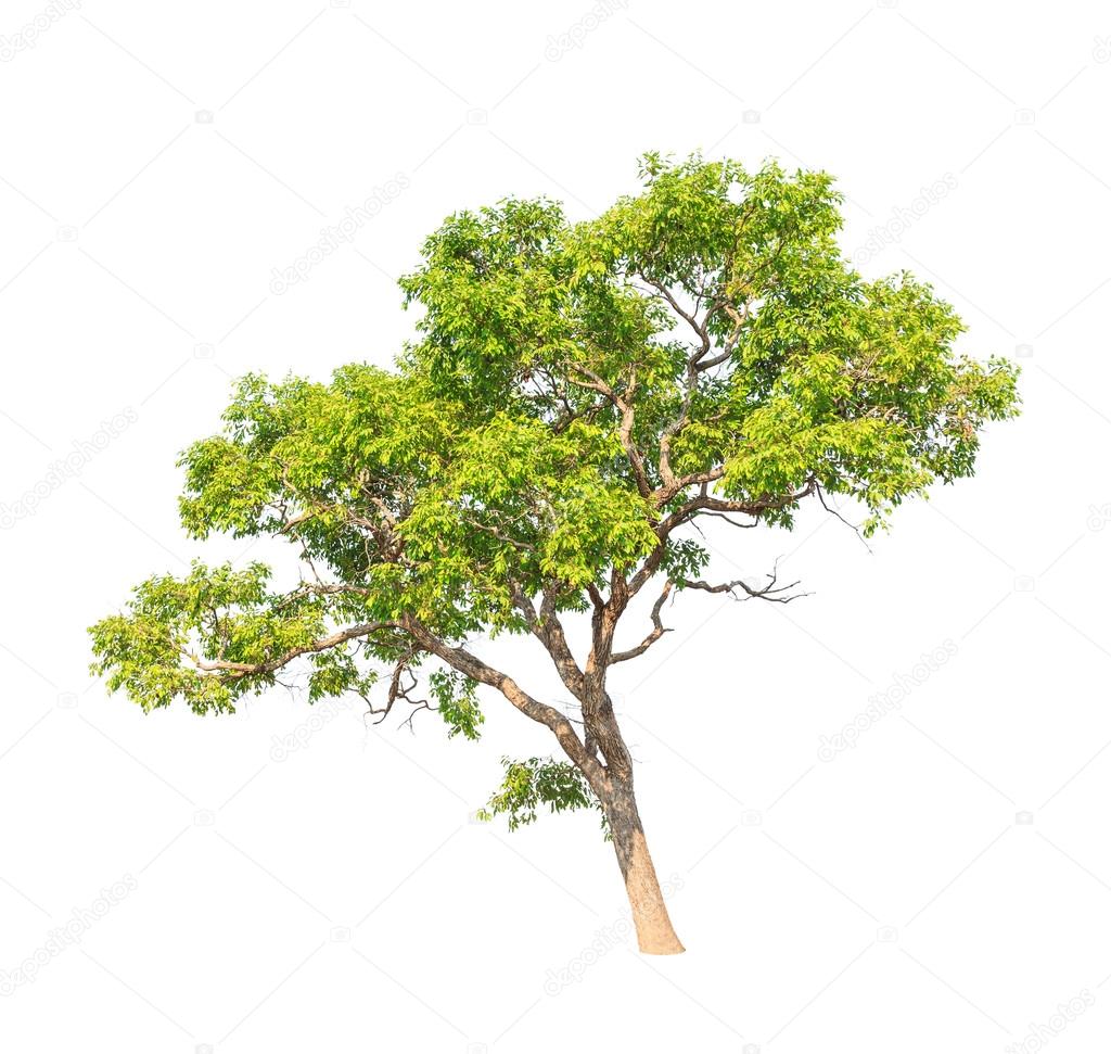 Tembusu (Fagraea fragrans), comúnmente conocido como Buabua, Urung, Tem ...