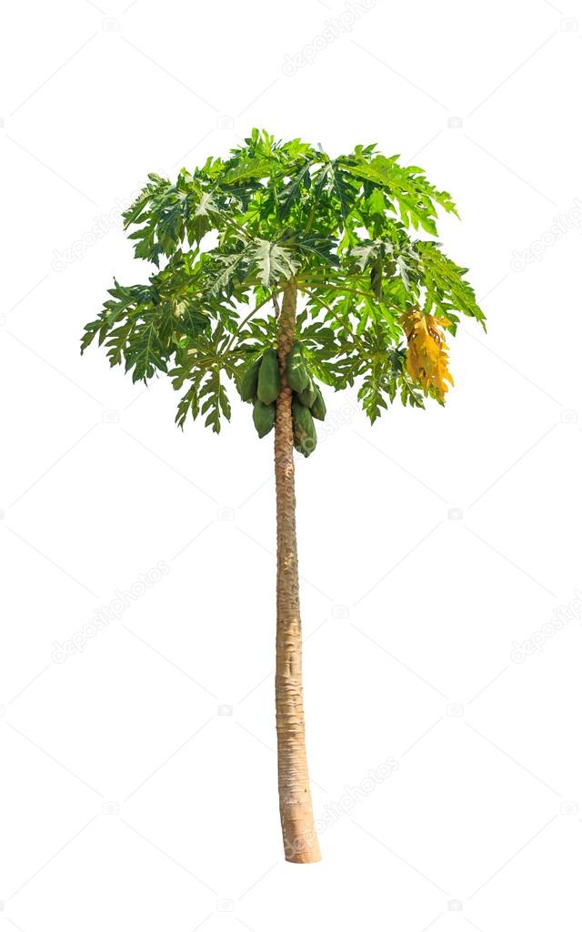 Papaya Tree
