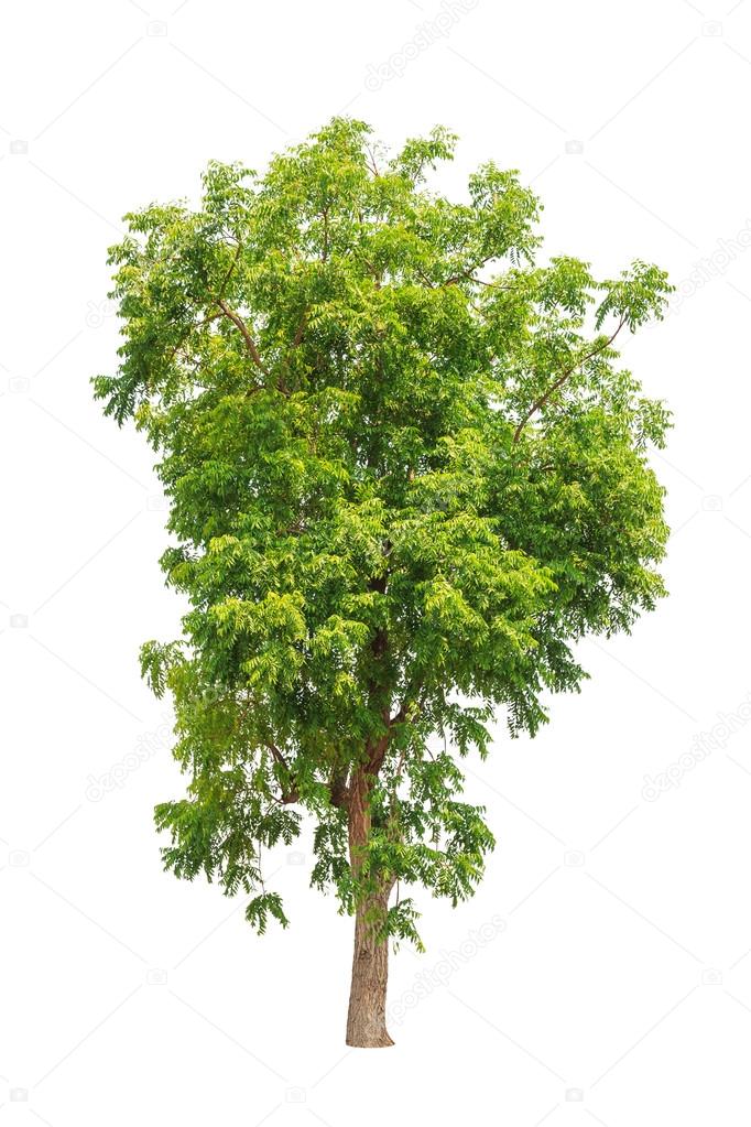 Neem plant (Azadirachta indica), tropical tree in the northeast — Stock ...