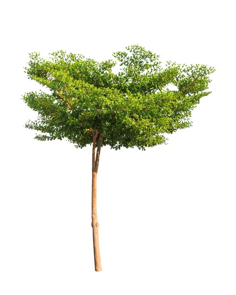 Terminalia ivorensis also called idigbo, black afara, framire, e Stock ...