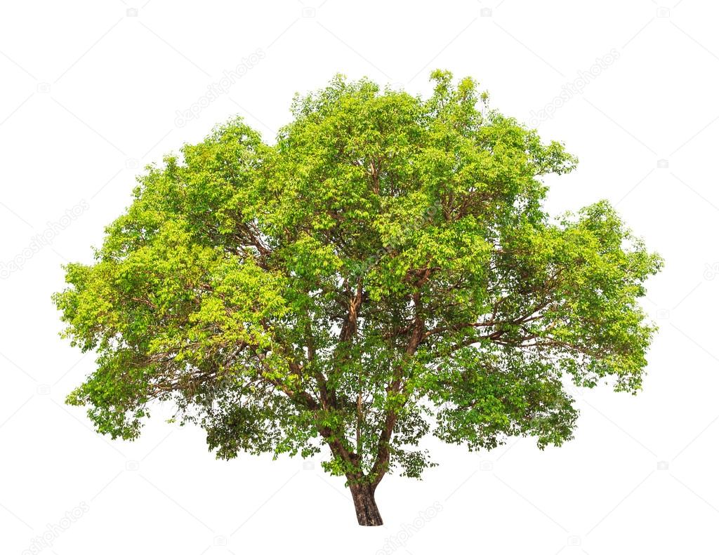 Jambul (Syzygium cumini) also known as Jambolan plum, Java plum ...