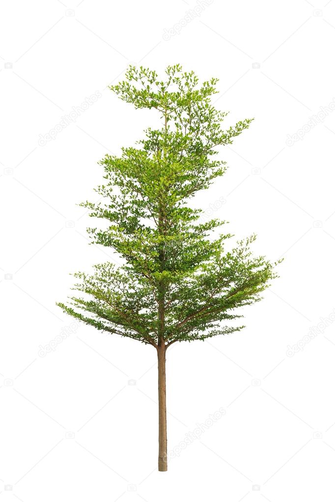 Terminalia ivorensis also called idigbo, black afara, framire, e Stock ...