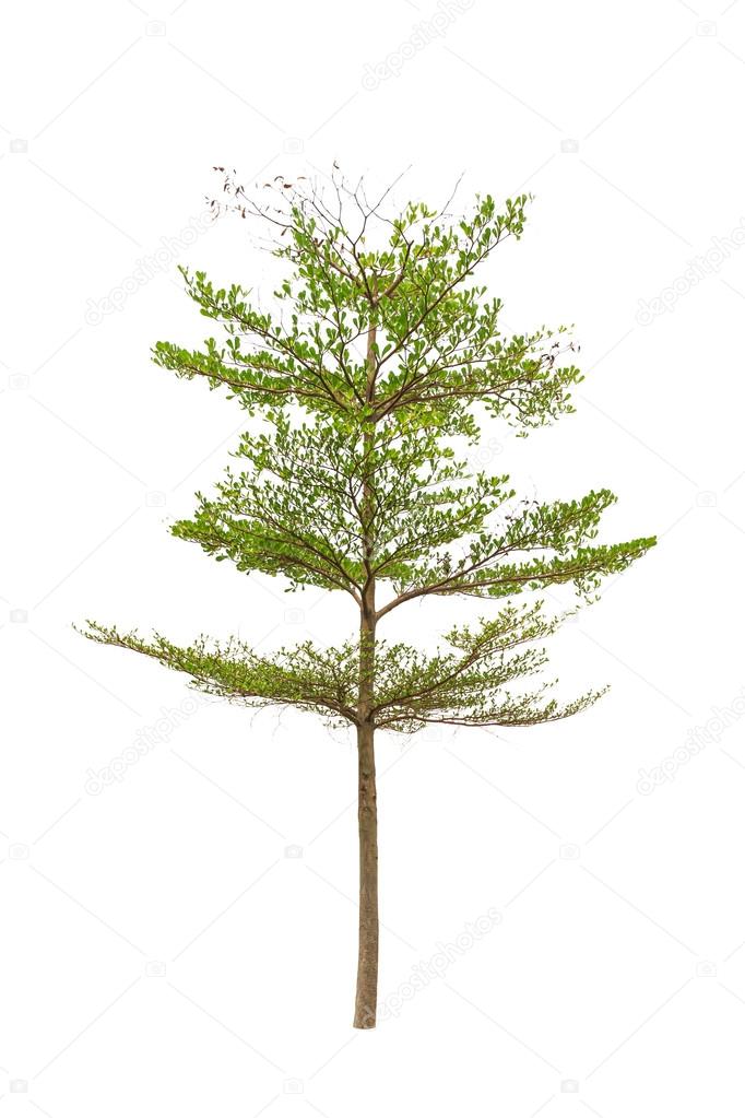 Terminalia ivorensis also called idigbo, black afara, framire, e Stock ...