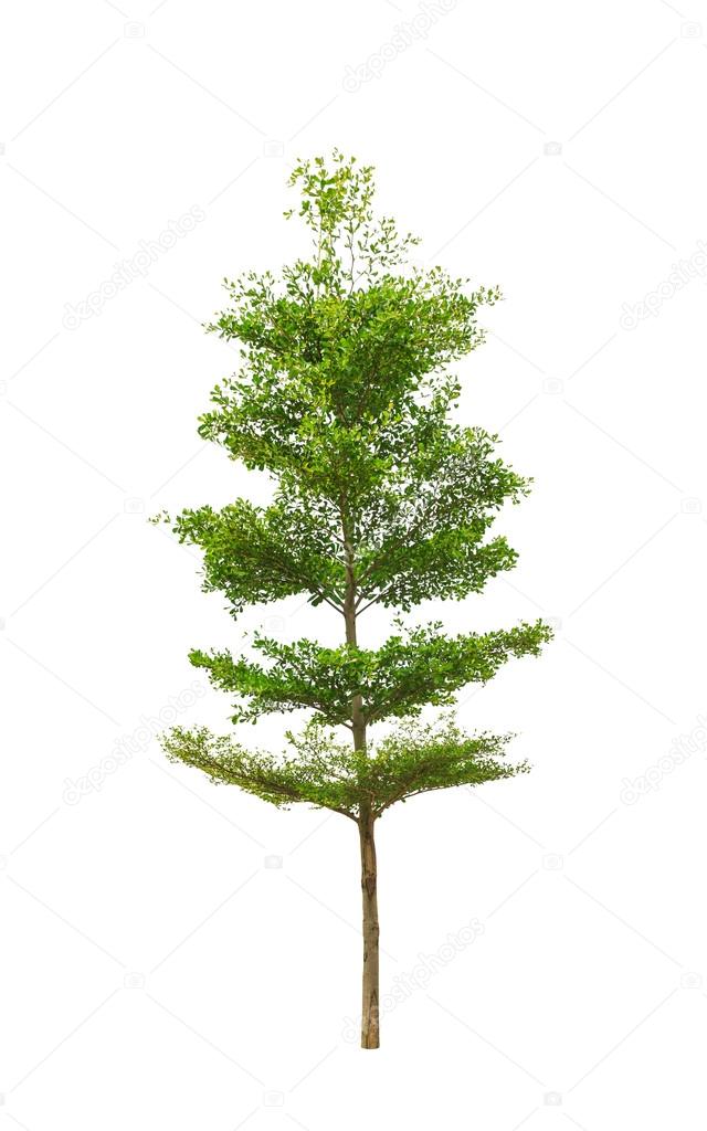 Terminalia ivorensis also called idigbo, black afara, framire, e Stock ...