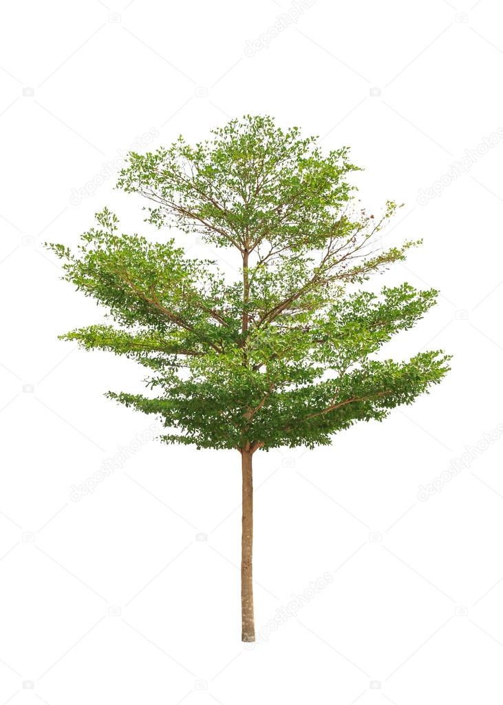 Terminalia ivorensis also called idigbo, black afara, framire, e Stock ...